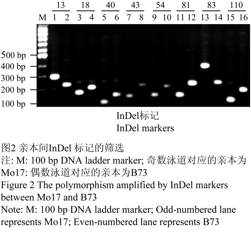 利用Insertion/Deletion (InDel)分子标记检测玉米互交种混杂的原理及应用 | | 《分子植物育种》印刷版